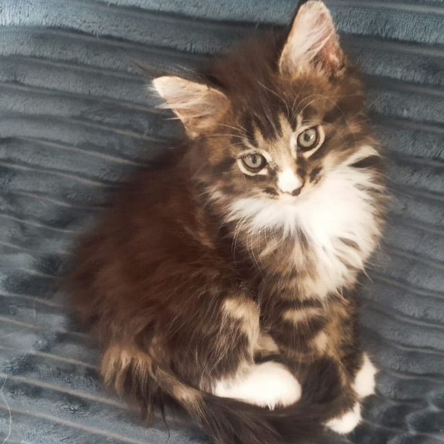 Котенок мэйнкун девочка