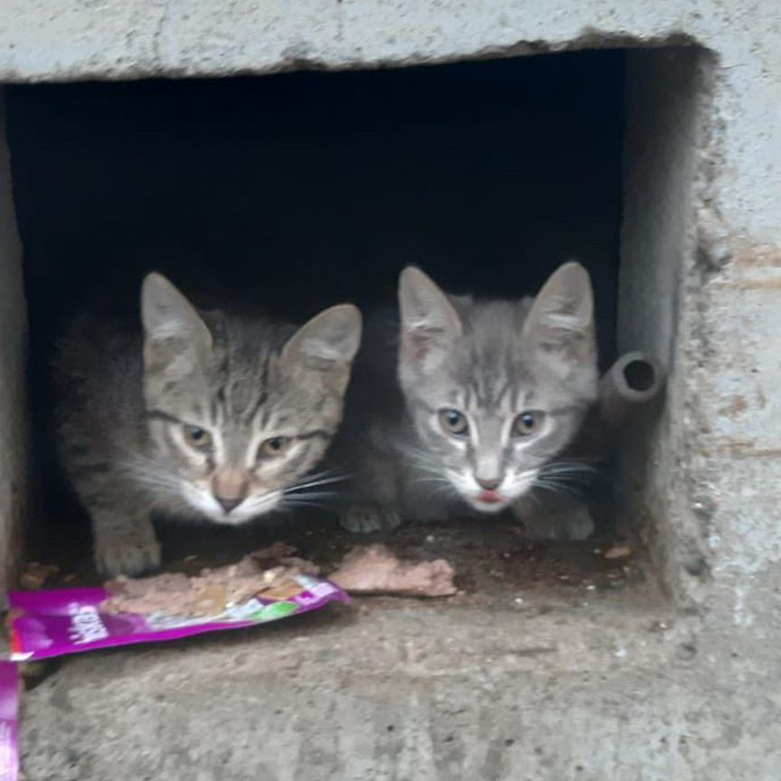 Кошечки с улицы в добрые руки