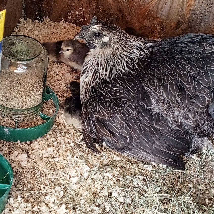 Цыплята Лакеданзи