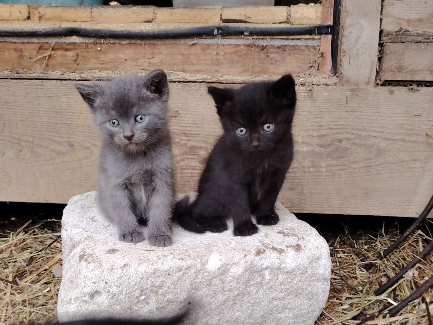 Котята мышеловы