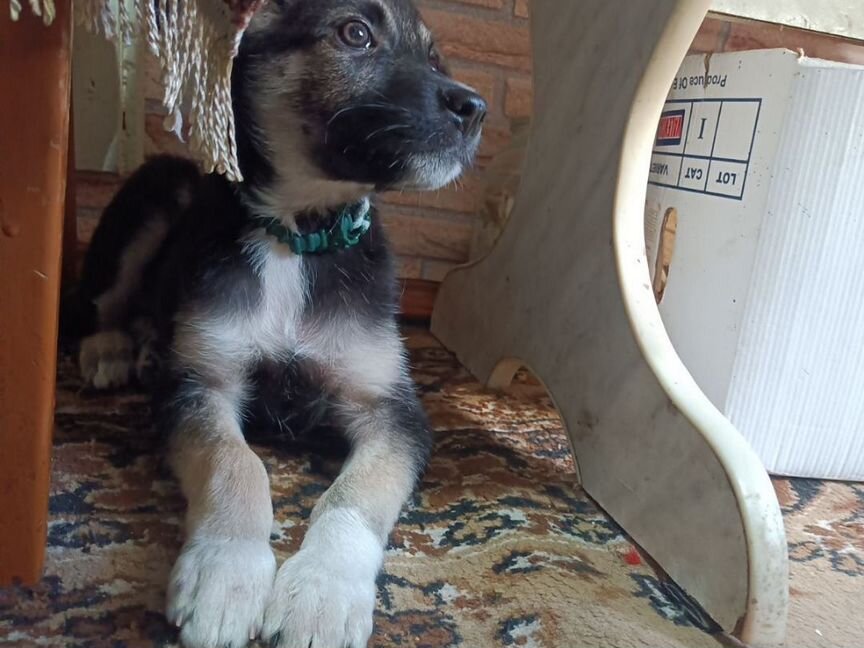 Собака, в добрые руки, щенок