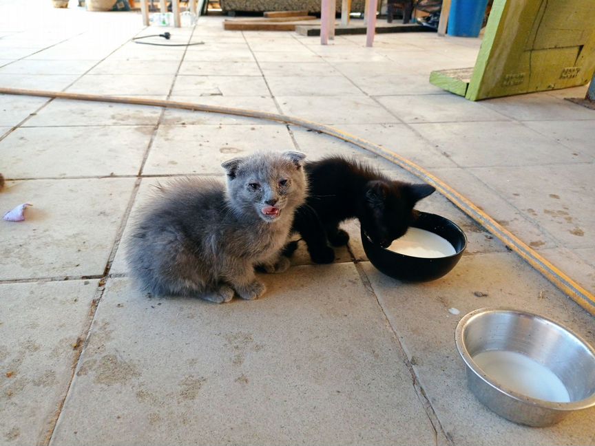 Отдам двух котят