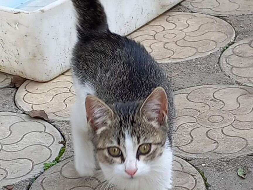 Кошка в дар