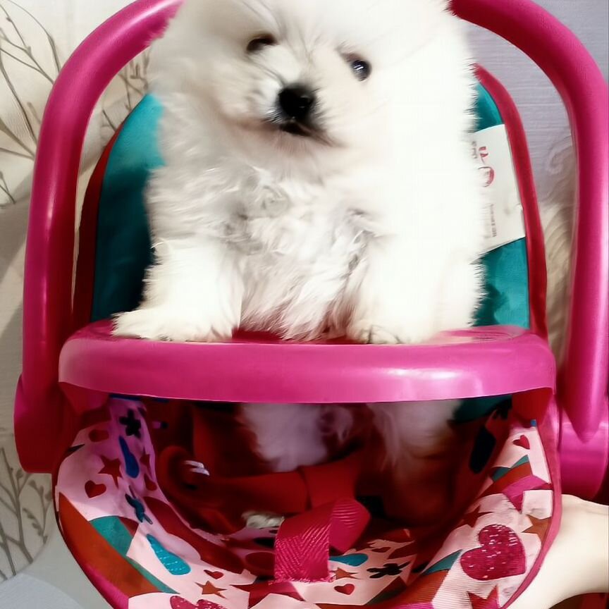 Щенок от частного владельца