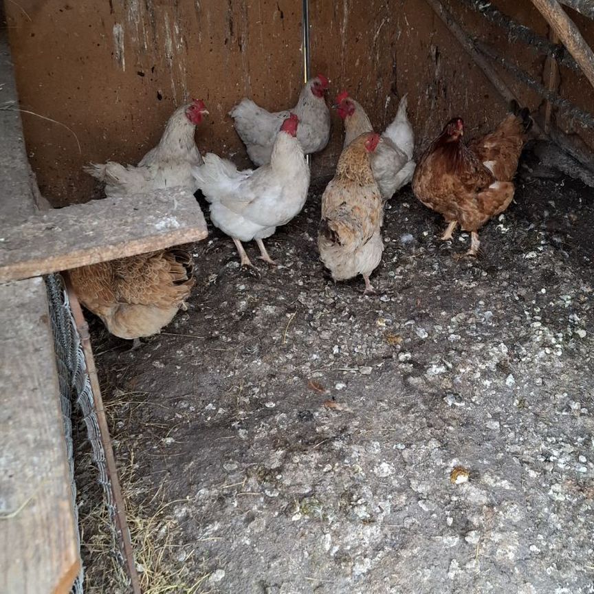 Куры несушки домашние молодые