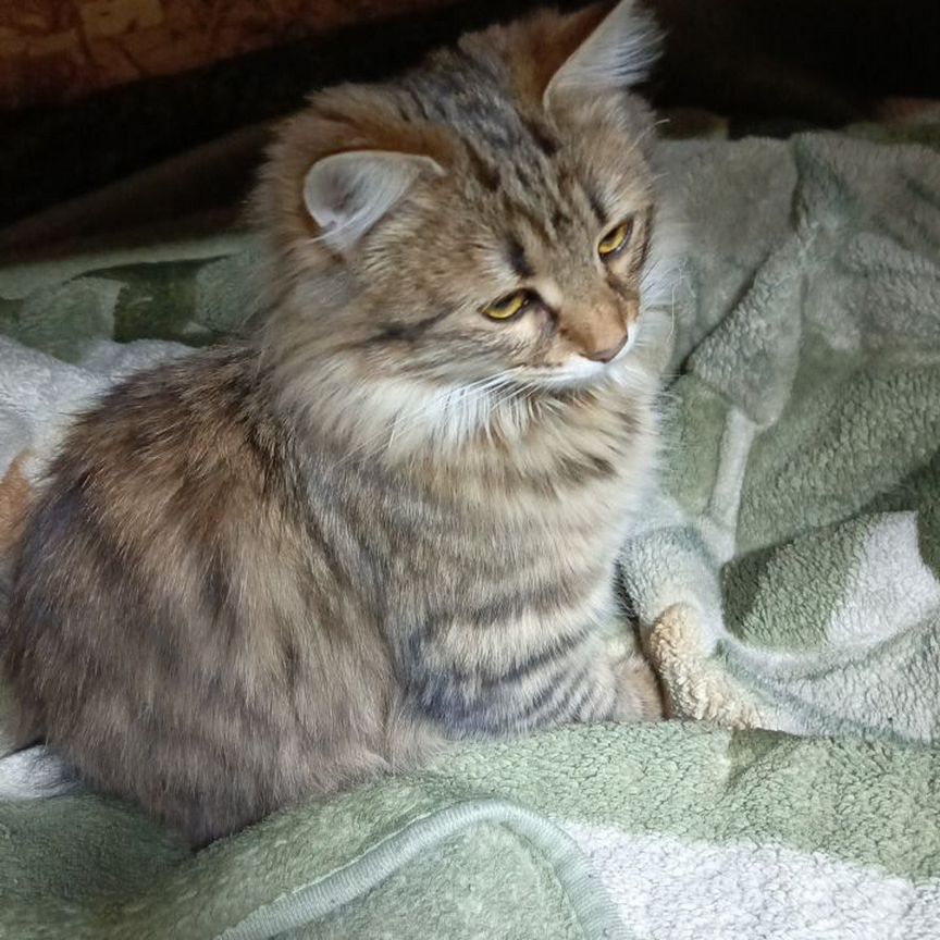 Котенок с фронта