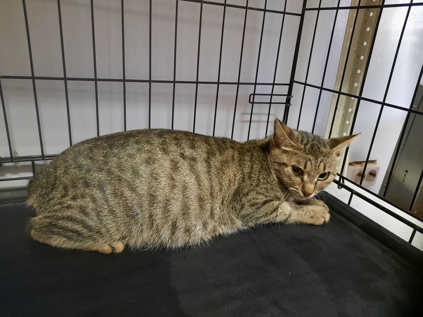Кошка Софа ищет дом