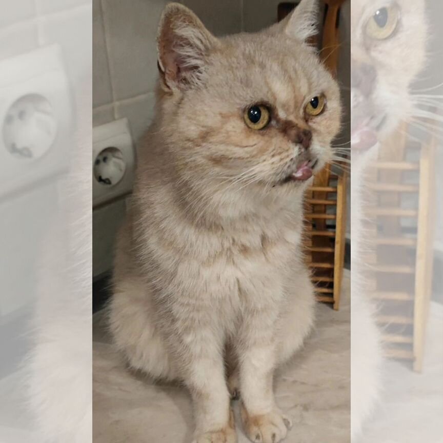 Кошки в добрые руки