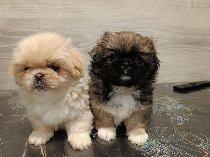 Щенки пекинеса