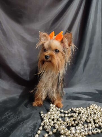 Мини крошка