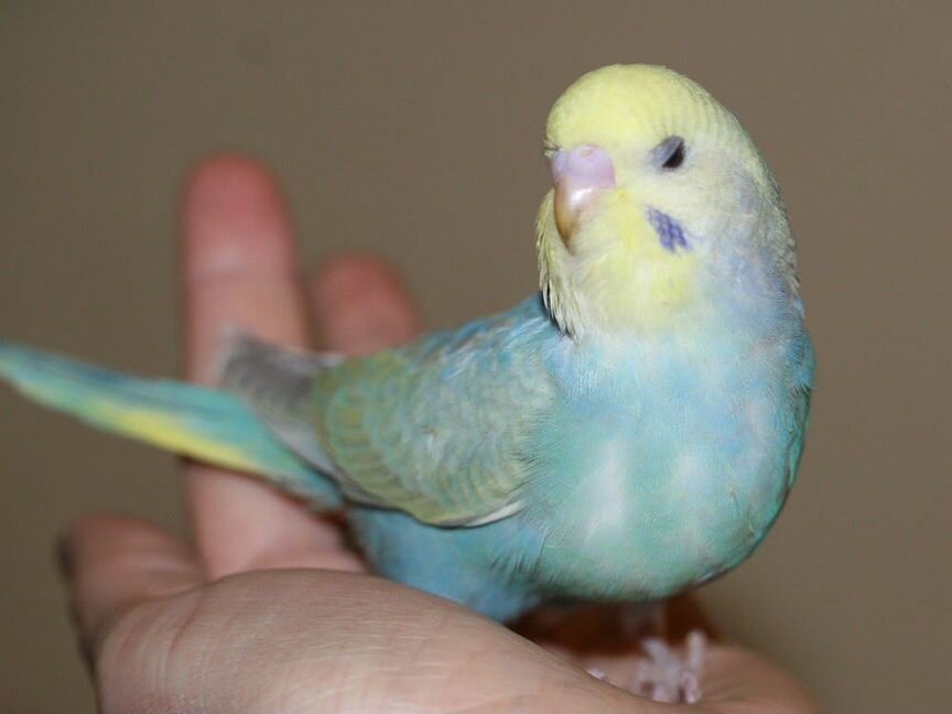 Волнистый попугай от говорящих родителей