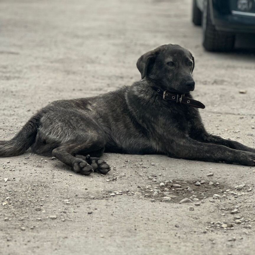 Собака в добрые руки