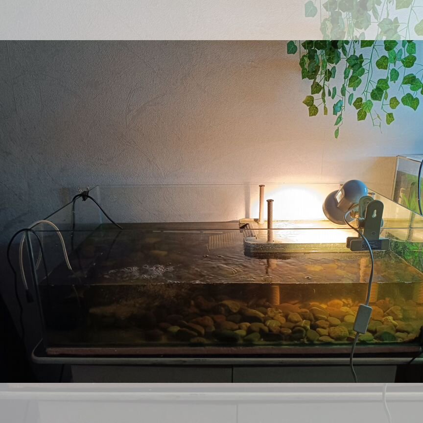 Террариум с черепахой со всем необходимым