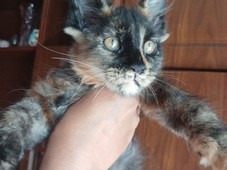 Котята мейн-кун