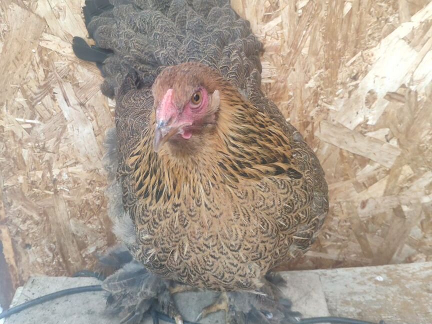 Куры и петухи брама