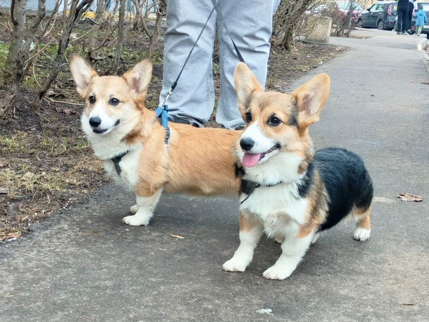 Щенки корги