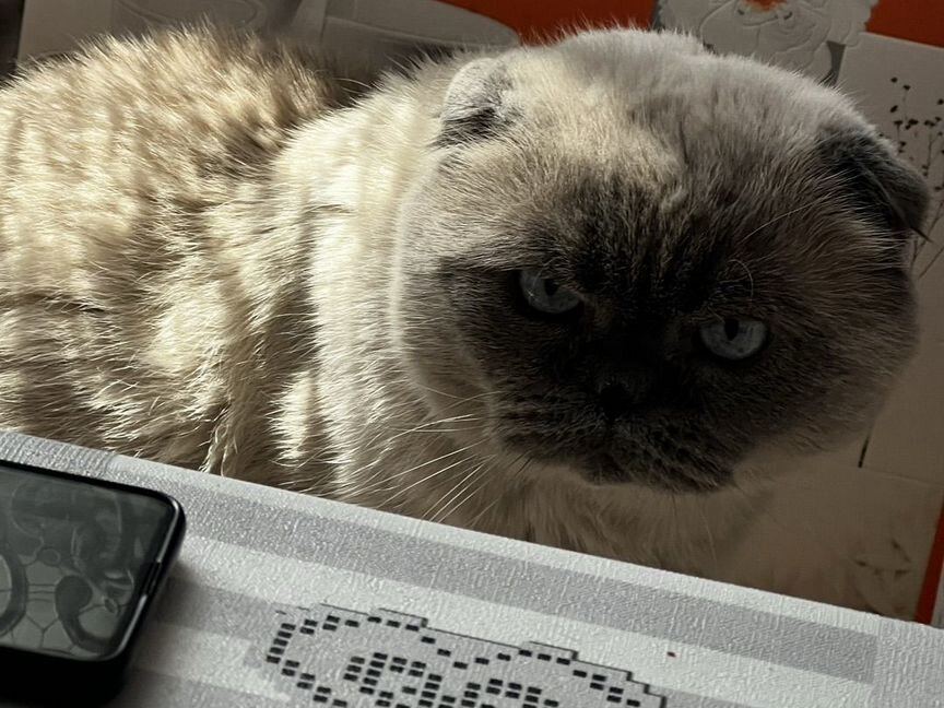 Вислоухий шотландский кот