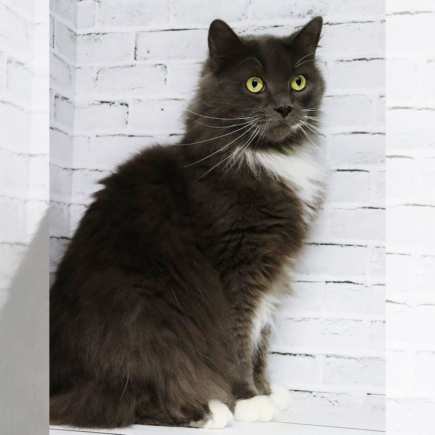 Отдам кота в добрые руки