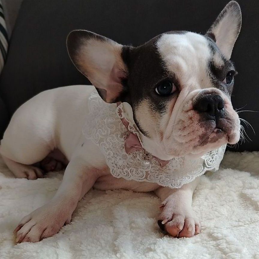 Французский бульдог, щенок