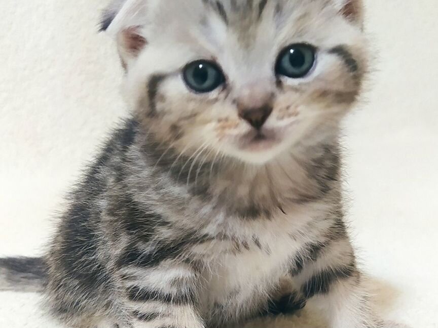 Шотландские вислоухие котята