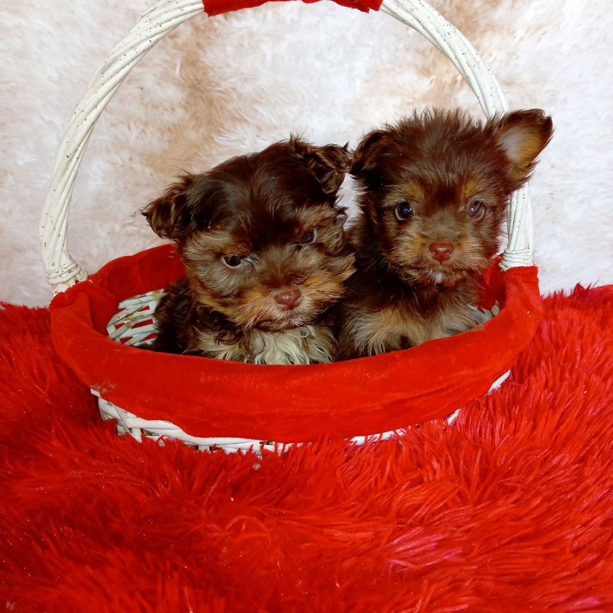 Крошки шоколада йорки