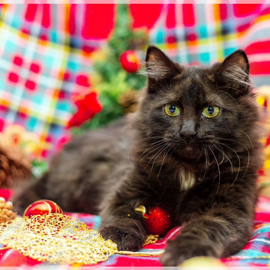 Шикарный пушистик шоколадный