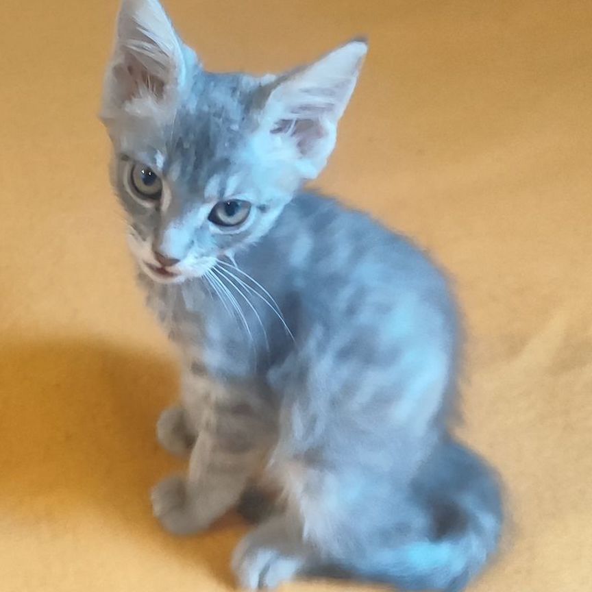 Мейн-кун котёнок