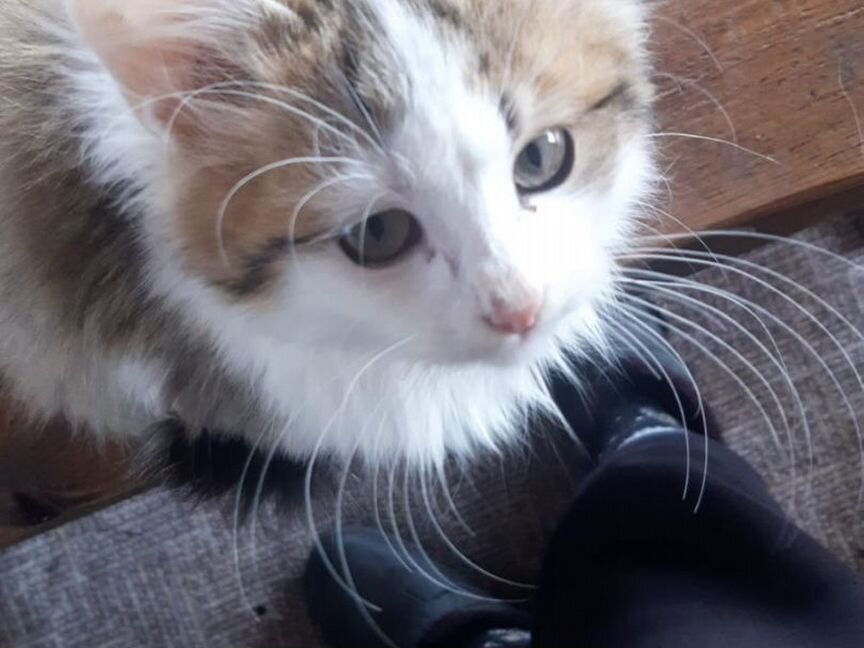 Котята ищут дом Привезём в добрые руки