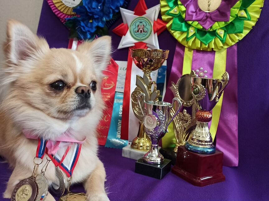 Кобель для Вязки