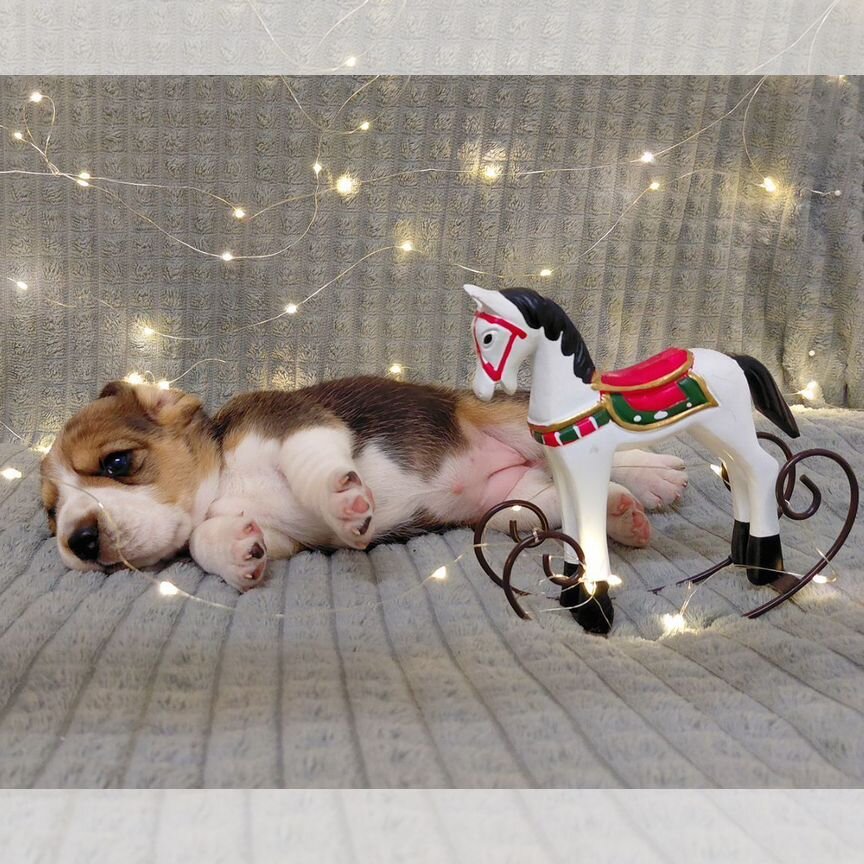 Бигль, щенок