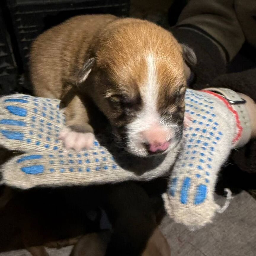 Щенок в добрые руки