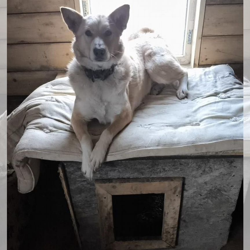 Взрослая собака в добрые руки