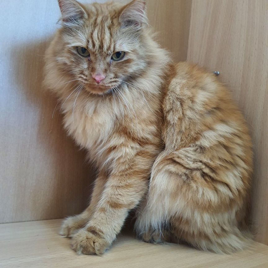 Найден рыжий кот