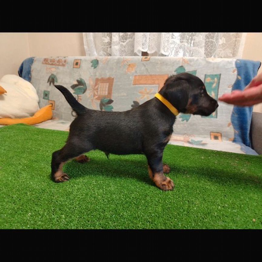 Щенки ягдтерьера