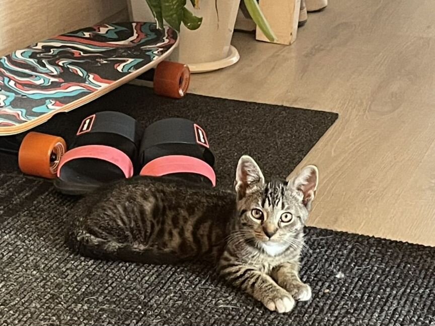 Котенок