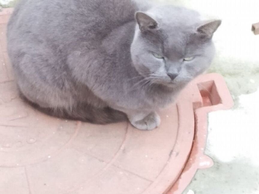 Котики бесплатно
