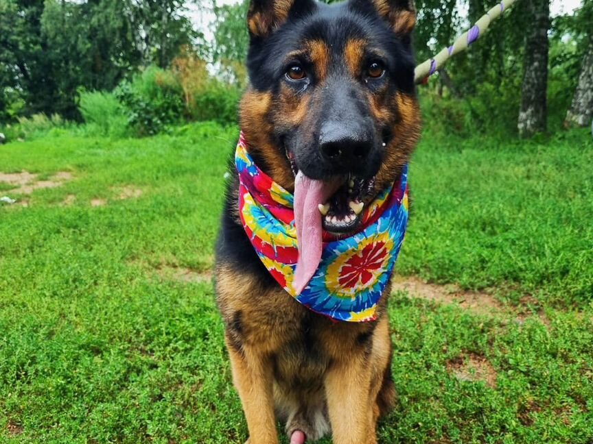 Покер-этому чудесному парню ищем дом