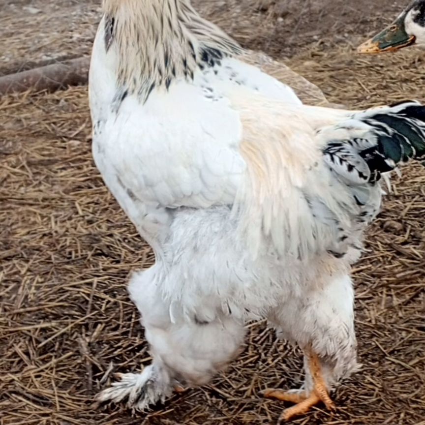 Петух породы брама