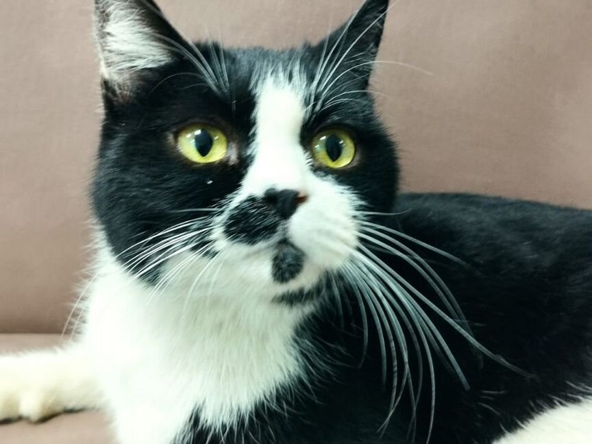 Люся очень хочет стать домашней