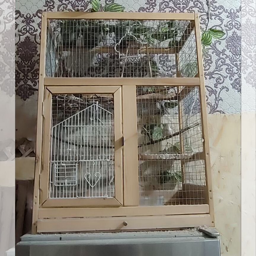 Зебровые амадины