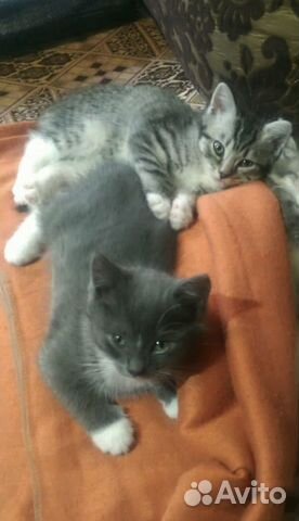 Котятки мальчики в дар
