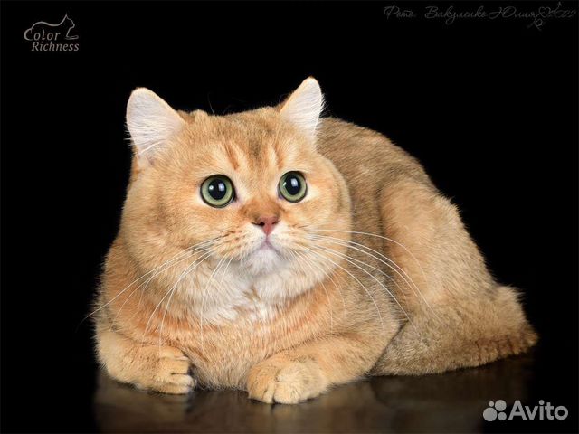 Великолепный золотой кот