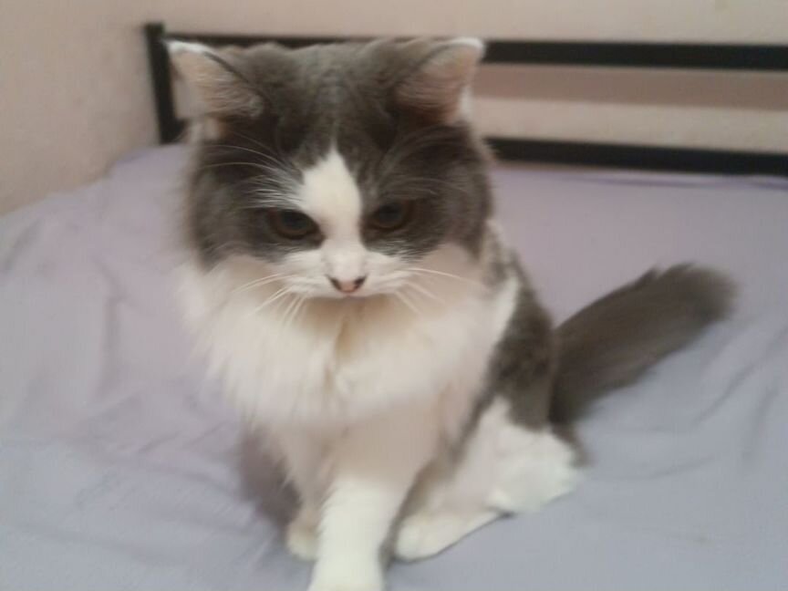 Кошка в дар бесплатно