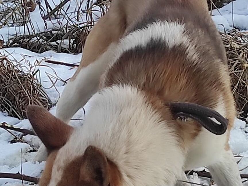 Собака потеряшка