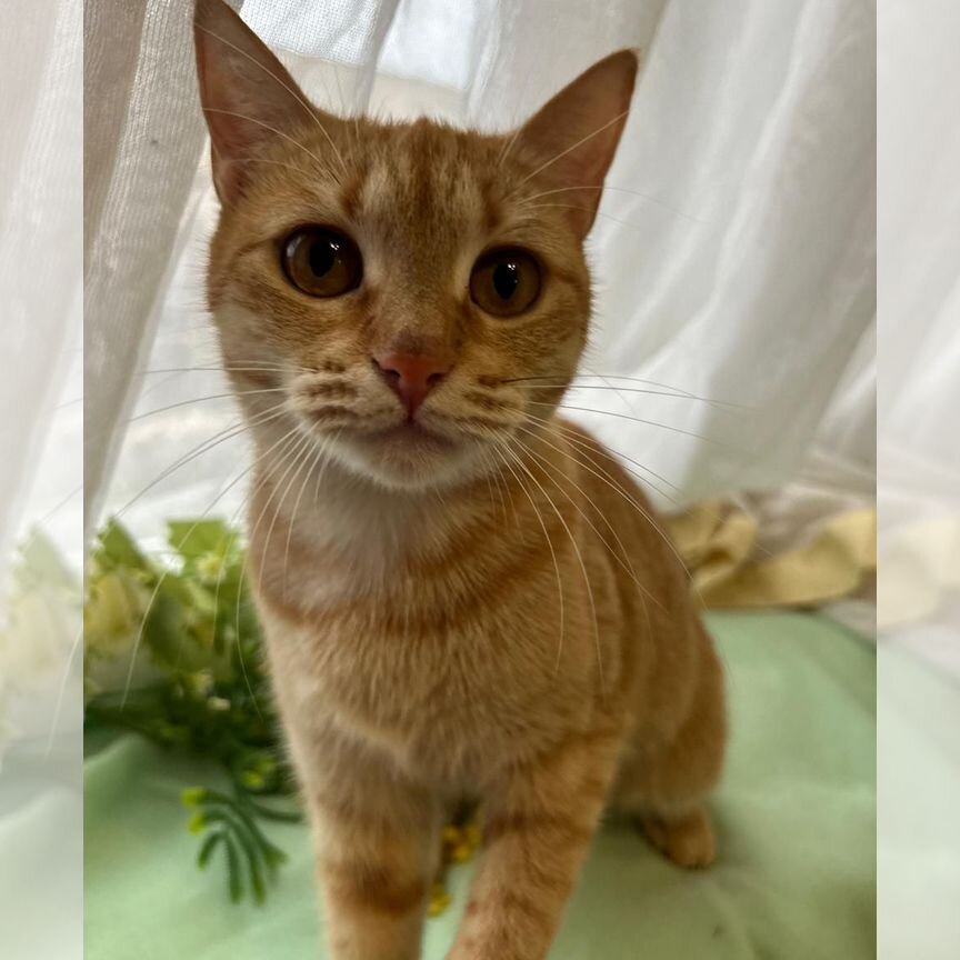 Кошечка кошка рыжая Алисия