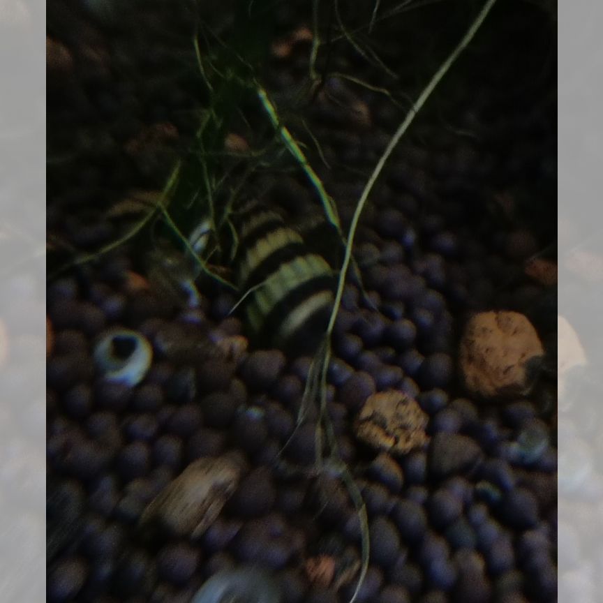 Улитка хелена