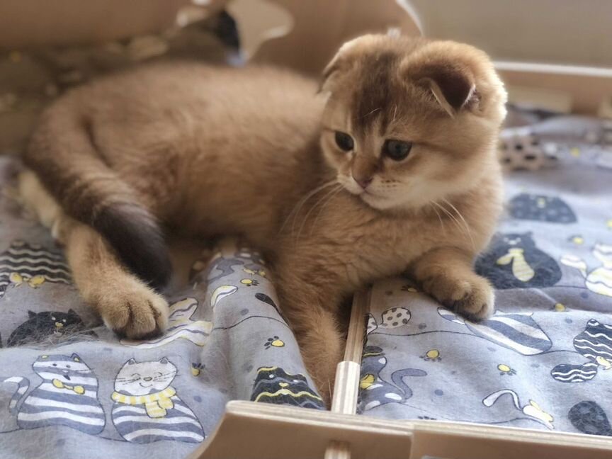 Шотландские вислоухие котята