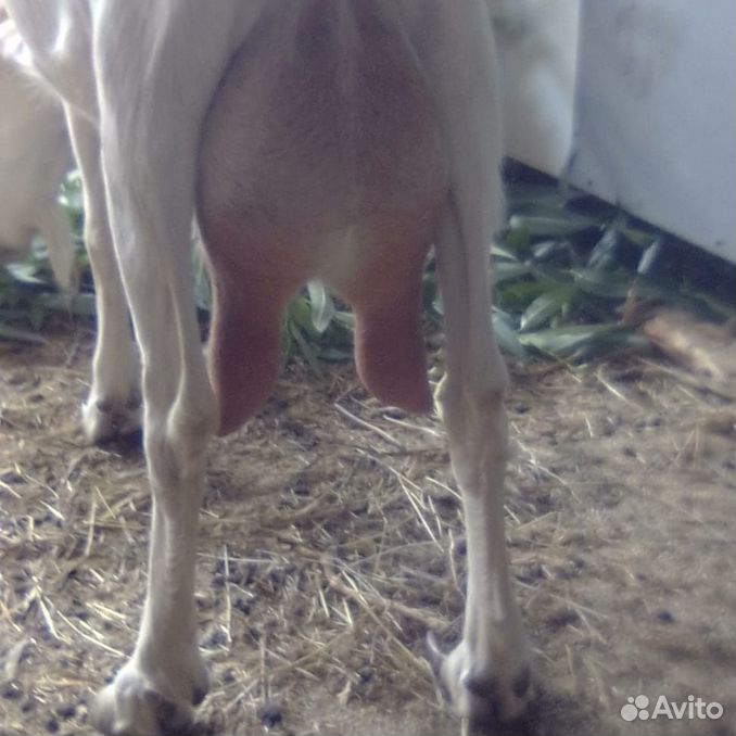 Продам стадо зааненских коз 6-шт