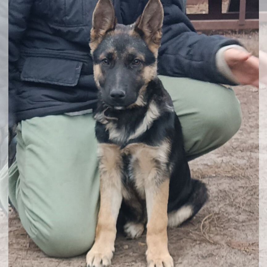 Щенок немецкой овчарки мальчик