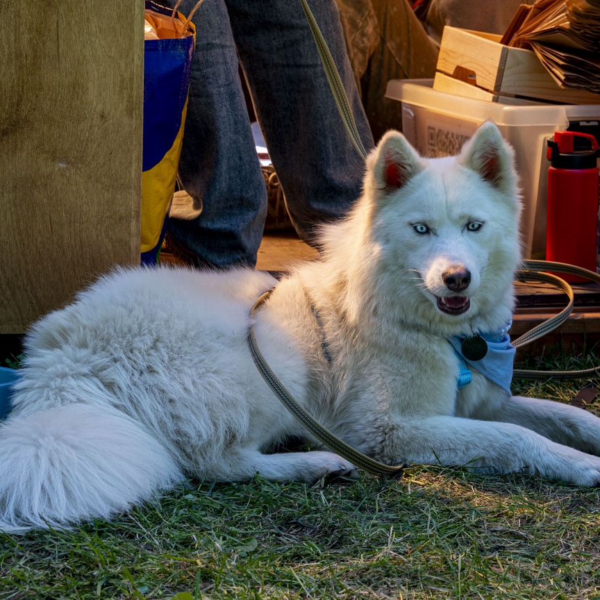 Скай ищет дом